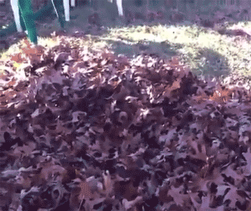 Wednesday Open Thread: Fall GIF Party - Paging Dr. NerdLove